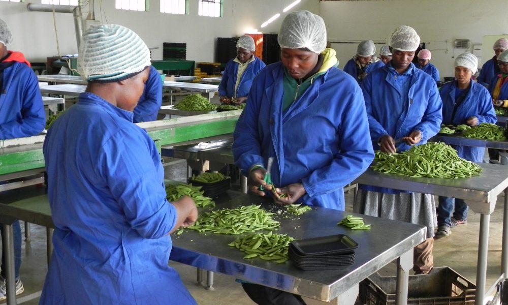Funding and incubation for agro-processors – Mzansi Agriculture Talk