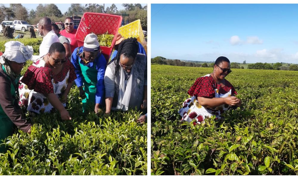 World Food Day: Magwa Tea company saved – Mzansi Agriculture Talk