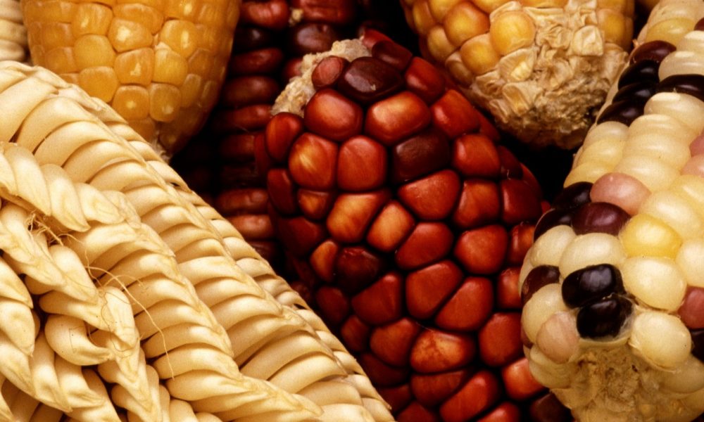 Increasing number of crop farmers using Genetically Modified (GM) seeds ...