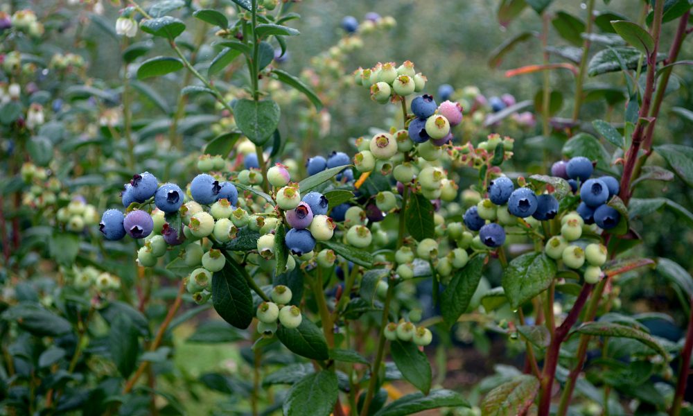 SA Blue Berries perform par excellence – Mzansi Agriculture Talk