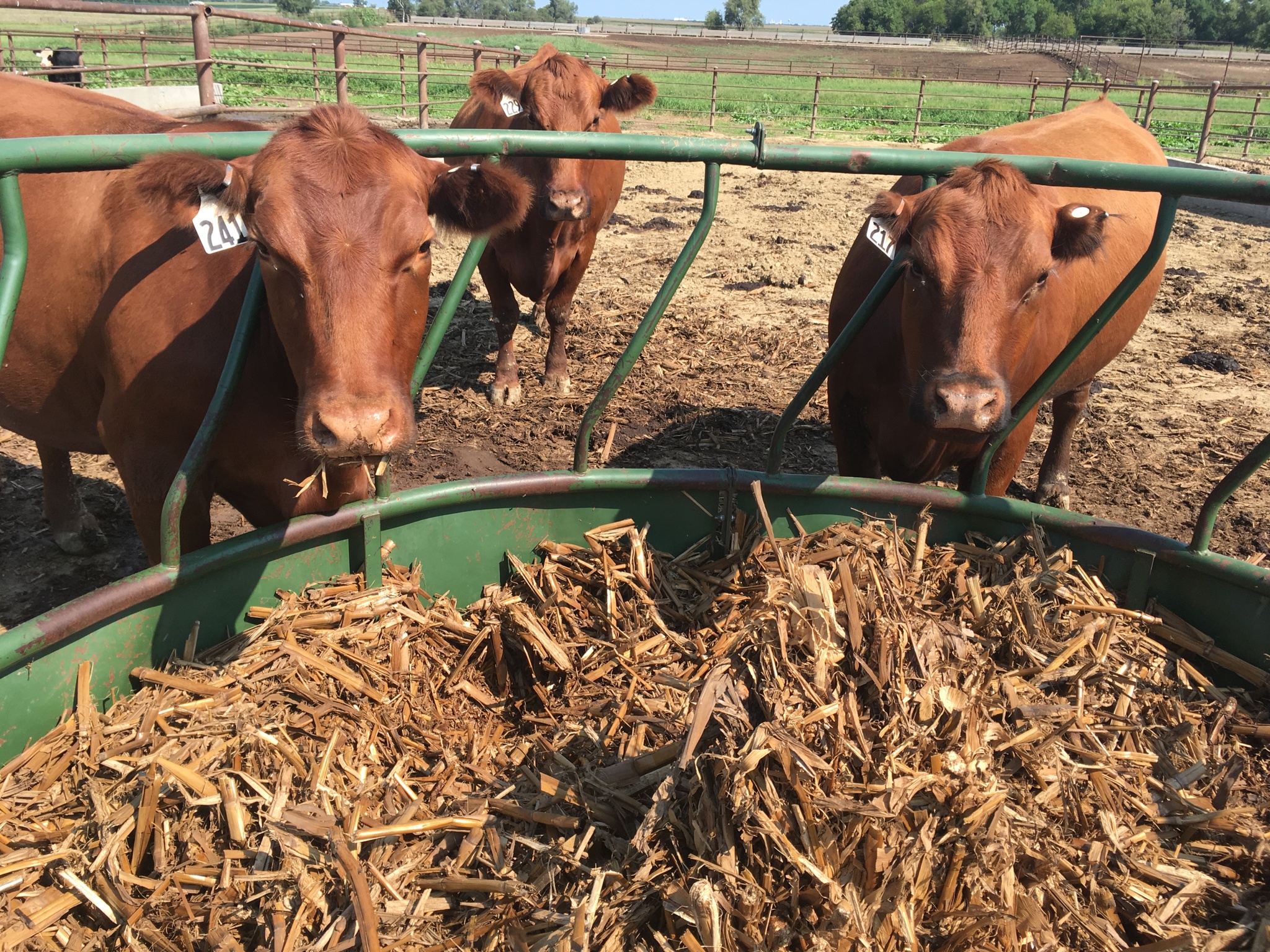 Getting Your Animal Through Winter Mzansi Agriculture Talk Getting Your Animal Through Winter Mzansi Agriculture Talk