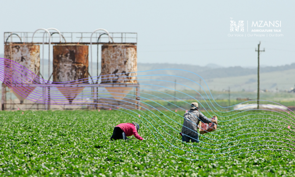 Exploitation of farm workers won’t be tolerated – MEC – Mzansi ...