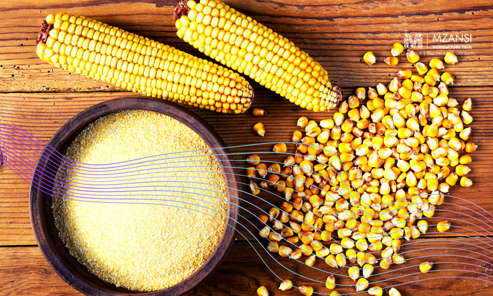 Zimbabwe grain import restrictions a boost for its farmers – Mzansi ...