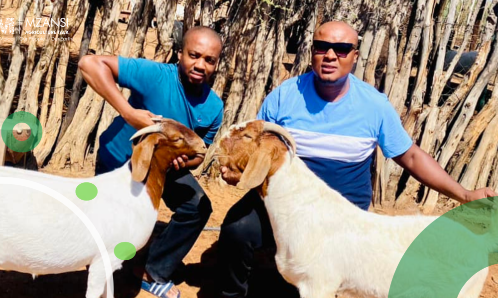 Useful tips for successful goat farming business – Mzansi Agriculture Talk
